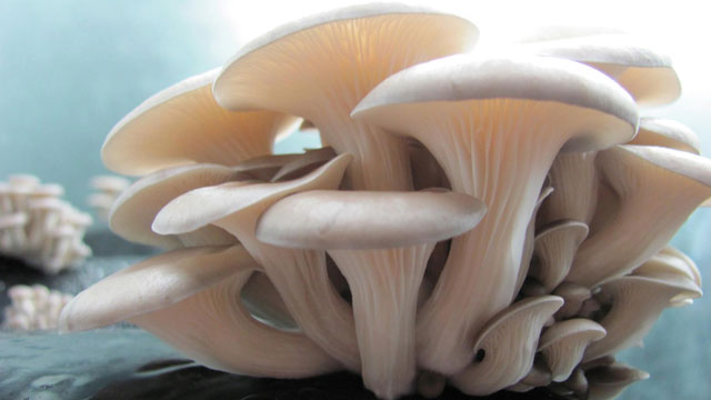 Profiling: The Oyster Mushroom – Susan Caputo