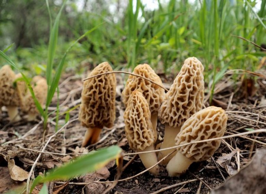 Profiling: The Morel Mushroom – Susan Caputo